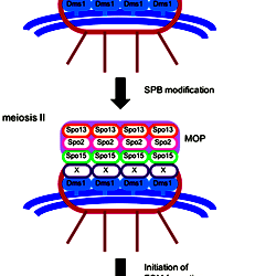 Model of the role of Dms1 in the initiation of FSM formation.