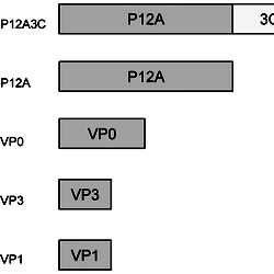 Schematic representation of FMDV genomic fragments cloned into the pTT5 ...