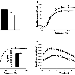 Absolute maximal force production (A), specific (B) and relative (C ...