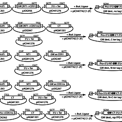Assembly of simple Gateway (GW) destination vectors by Modular Cloning.