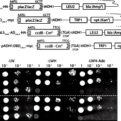 Modular Cloning-compatible vectors for a GAL4-based yeast two hybrid ...
