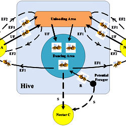 The behavior of honey bee foraging for nectar.