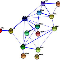STRING database analysis.