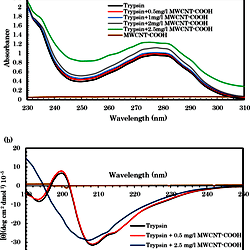 The potential impact of carboxylic-functionalized multi-walled carbon nanotubes on trypsin: A ...