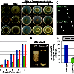 Phosphorylation of CnaA is required for proper hyphal growth.