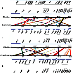 Synteny analysis of mitochondrial genomes.