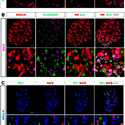 MAFB is expressed in both human alpha and beta cells.