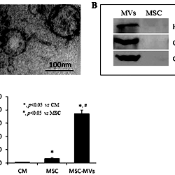 The morphology and characterization of MSC derived MVs (MSC-MVs).