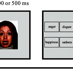 The procedure for a single trial of the facial expression test.