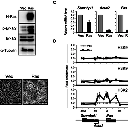 Activation of Ras signaling increases H3K27me3 abundance at the Fas ...