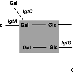 Simplified schematic of the oligosaccharide (OS) structure of ...