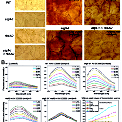 The accumulations of H2O2 induced by pathogens in WT, atg5-1, rbohD and ...