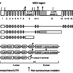 Schematic presentation of the MASP1 gene and transcripts.