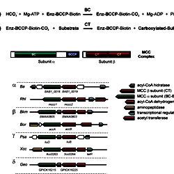 Schematic diagram of domains, activity, subunits, and genetic ...