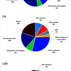 Pie charts of the classifications of functional proteins at different ...