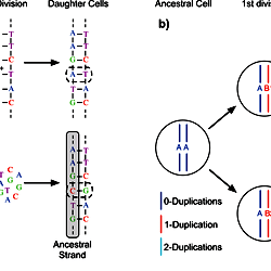 The Immortal DNA strand hypothesis.