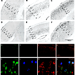 Expression of TrkC in newly generated BrdU-labeled cells, which form ...