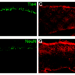 Coexpression of TrkC with the markers Tle4 and NeuN in neocortical ...