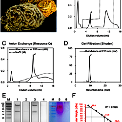 Purification and biochemical characterization of YZP.