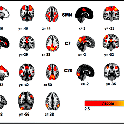 Brain networks included in the correlation matrix.