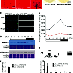 Analyses of AFR1 and AFR2 expression patterns and their bindings to FT ...