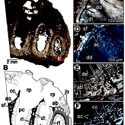 Cross-sectional views of the molariform teeth of Diadectes sp. from the ...