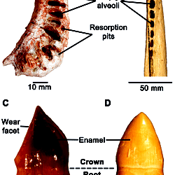 Taphonomic evidence for the presence of periodontal ligaments in ...