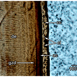 Longitudinal section of an isolated diadectid incisiform tooth (ROM 65911).