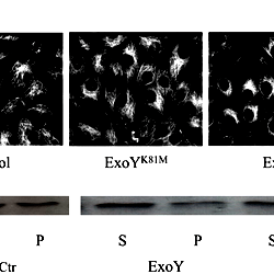 ExoY activity causes a decrease in microtubules in PMVECs.