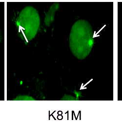 ExoY activity does not noticeably affect microtubule assembly from ...