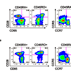 Memory markers on PBMC.