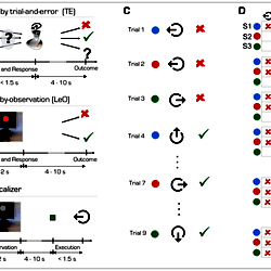 fMRI task design.
