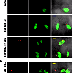 Subcellular localization of internalized GST-C2IN-p53 in HeLa and A549 ...