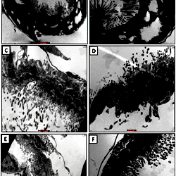 Optical microscopic analysis of C. dubia before and after the interaction.