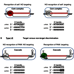 Model of self versus non-self discrimination by Type III-A systems and ...