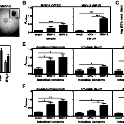 MNV-3 induces a more robust systemic and mucosal antibody response than ...