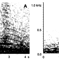 Spectrograms of humpback whale moans recorded by PALAOA.