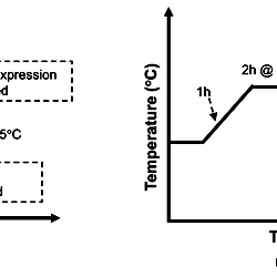 Schematic diagram of the experimental protocols.