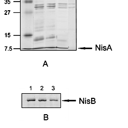 Co-purification assay of the nisin modification enzymes NisB and NisC ...