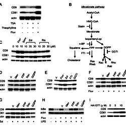 Blockade of the mevalonate pathway increases CD9 and CD81.