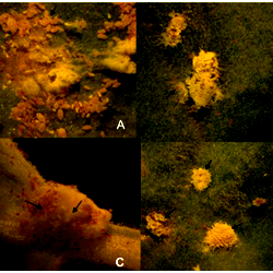P. citri feeding on N. benthamiana plants inoculated with TMV-Actin.