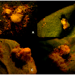 P. citri feeding on N. benthamiana plants inoculated with TMV-CHS1 and ...