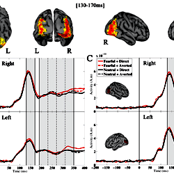 Cortical sources of activity.
