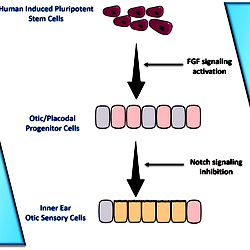 Schematic representation of the generation of inner ear otic sensory cells from hiPSCs by dual ...