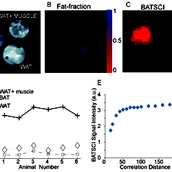 In vitro detection of excised mouse BAT.