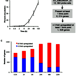 Overview of transcriptomic analysis.