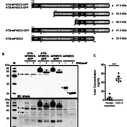 Human FNDC5 with an ATA start codon is translated into full-length ...