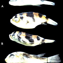 External morphology of the genus Colomesus.