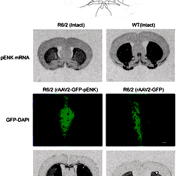 Representative images of the site of injection of rAAV2- in the ...