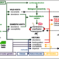 Overview of the drivers of the JEV ecology and epidemiology.